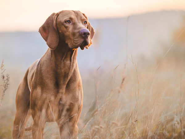 Discover the best dog walks across the UK - Walkiees