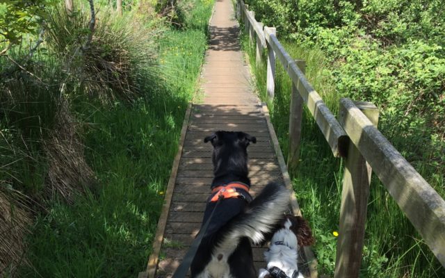 Dog walk at Alverstone Mead - Walkiees