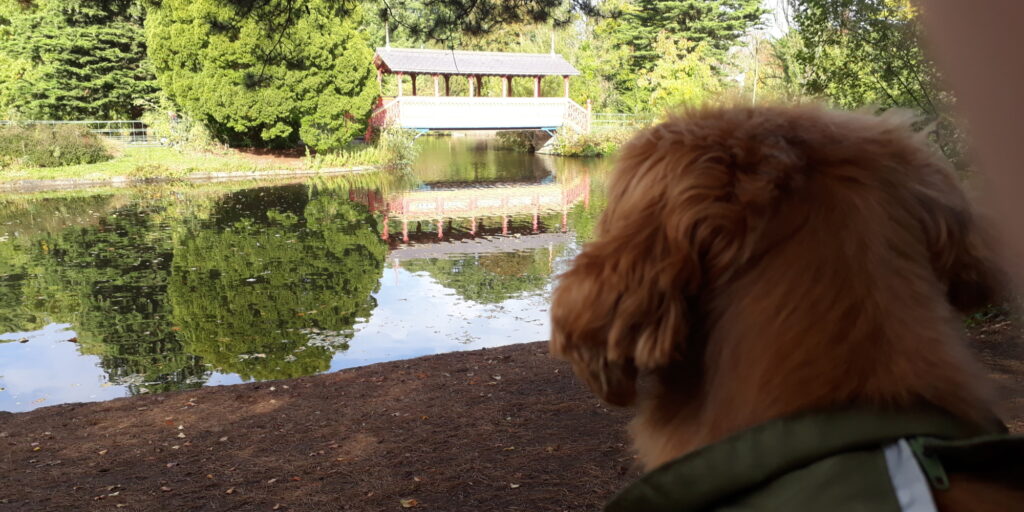 Dog walk at Birkenhead Park · Merseyside · Walkiees