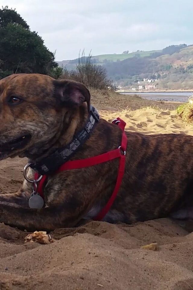 Dog walk at Boden Boo · Renfrewshire · Walkiees