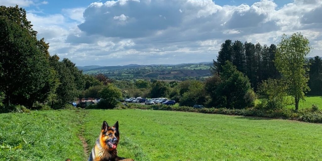 Dog walk at Bromyard Downs · Herefordshire · Walkiees