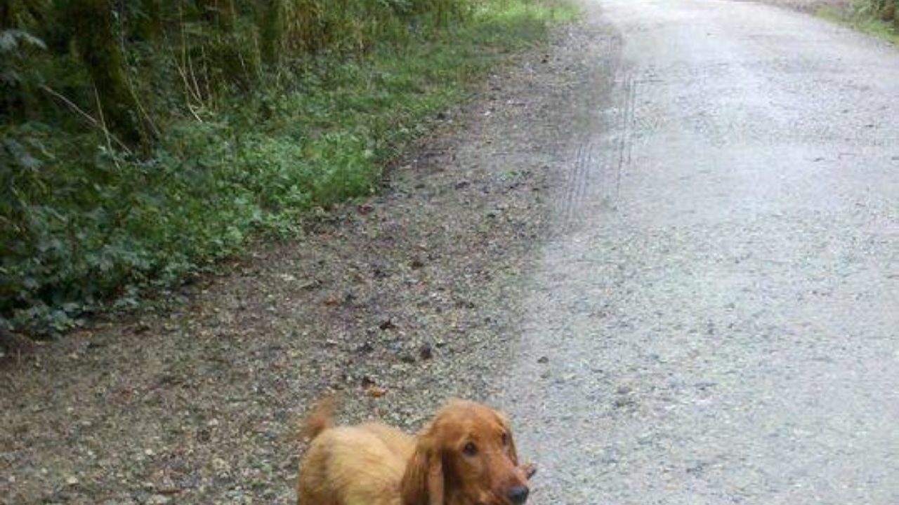Dog walk at Ethy Woods, Lostwithiel · Cornwall · Walkiees