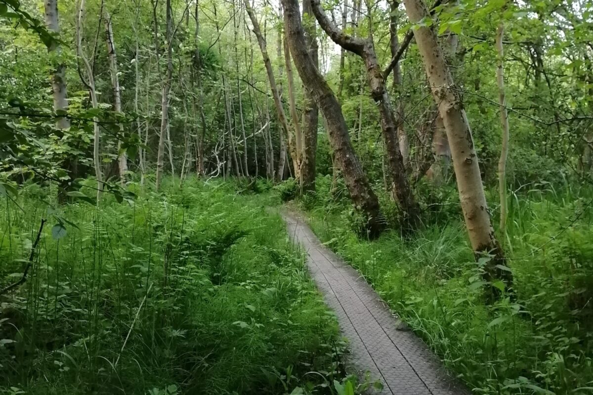 Dog walk at Carron Dams Nature Reserve · Stirlingshire · Walkiees