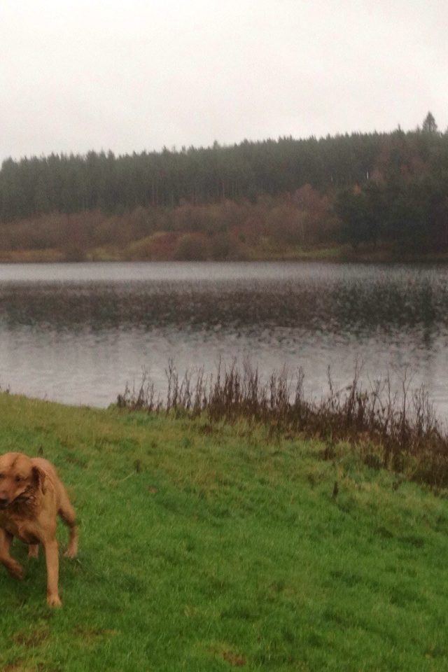 Dog walk at Cod Beck, Osmotherley · Cleveland · Walkiees