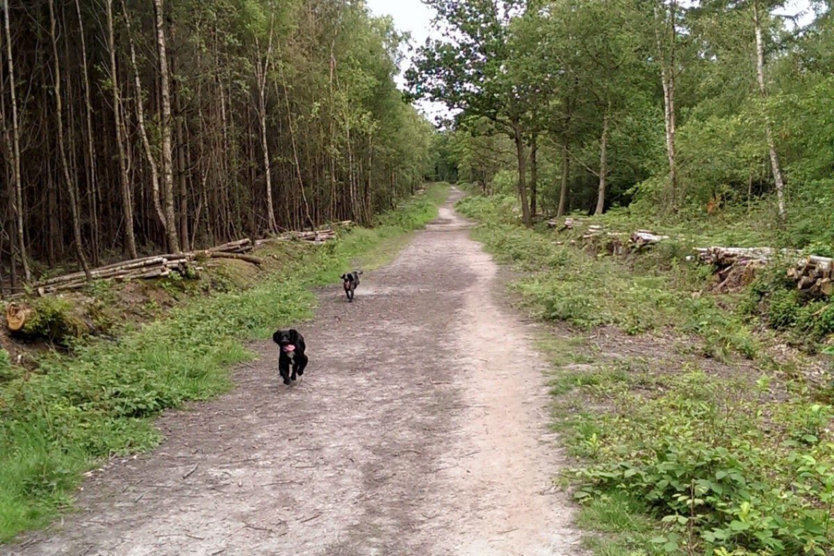 Dog walk at Creech Woods · Hampshire · Walkiees