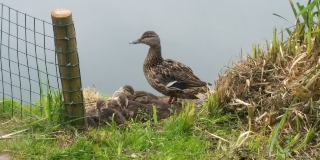Dog walk at Cwmbran Boating Lake · Torfaen · Walkiees