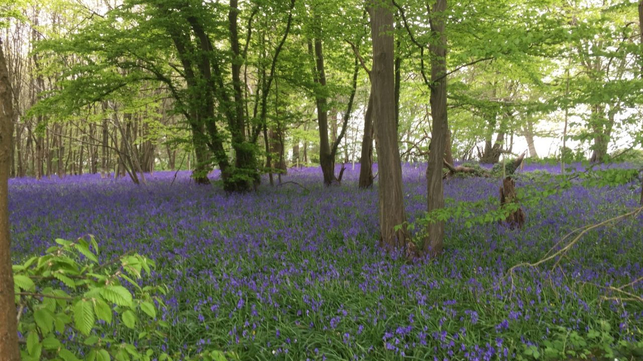 Dog walk at Hucking Estate Woods · Kent · Walkiees