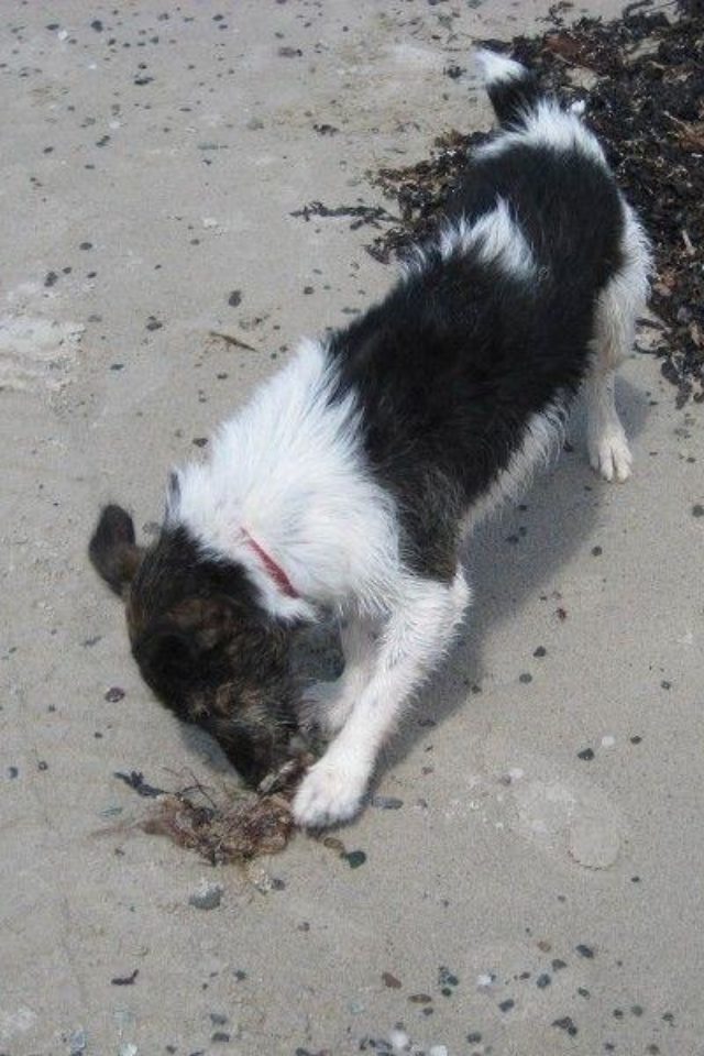 Dog walk at Ettrick Bay, Isle Of Bute · Argyll · Walkiees
