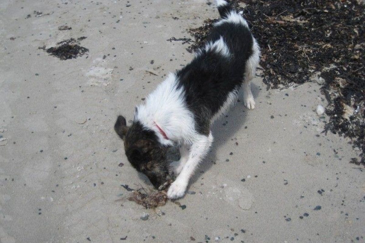 Dog walk at Ettrick Bay, Isle Of Bute · Argyll · Walkiees