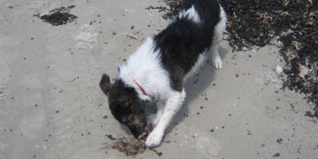 Dog walk at Ettrick Bay, Isle Of Bute · Argyll · Walkiees
