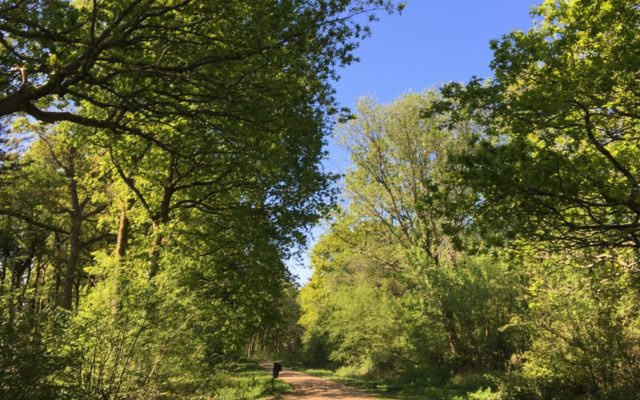 Dog walk at Firestone Copse - Walkiees