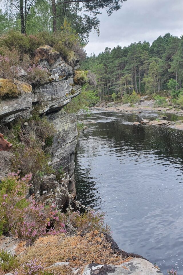 Dog walk at Garve Forest · Inverness-shire · Walkiees