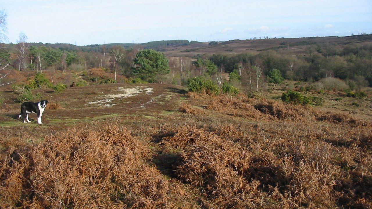 Dog walk at Martin Downs Nature Reserve · Salisbury · Walkiees