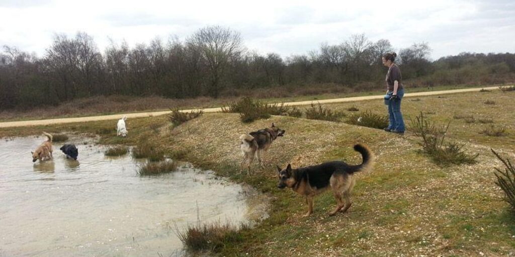 Dog walk at Greenham Common · Berkshire · Walkiees