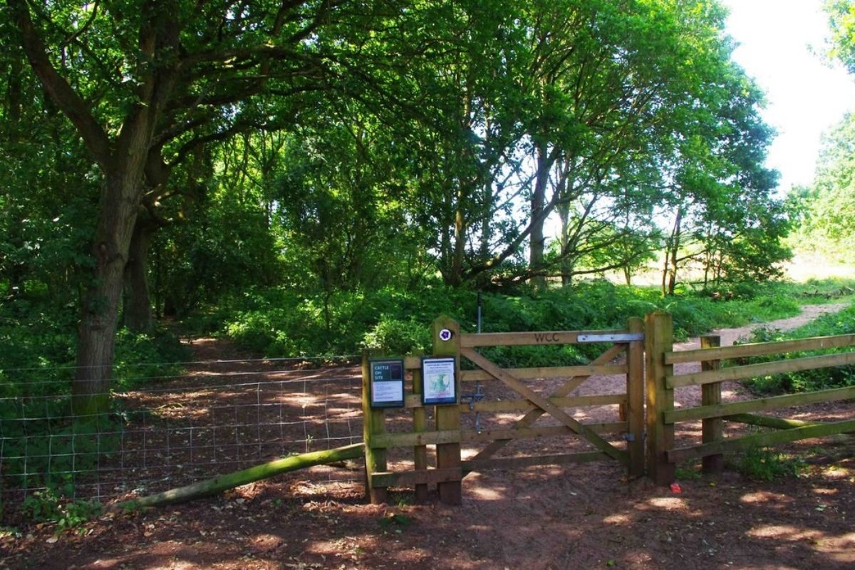 Dog walk at Hartlebury Common · Worcestershire · Walkiees