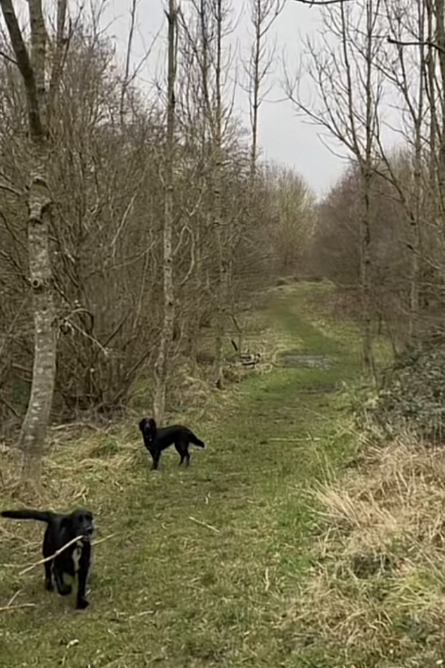 Dog walk at Hedley Hall Woods · Tyne & Wear · Walkiees