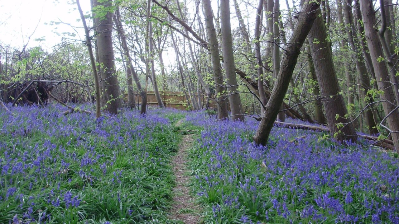 Dog walk at Wrabness Woods · Harwich · Walkiees