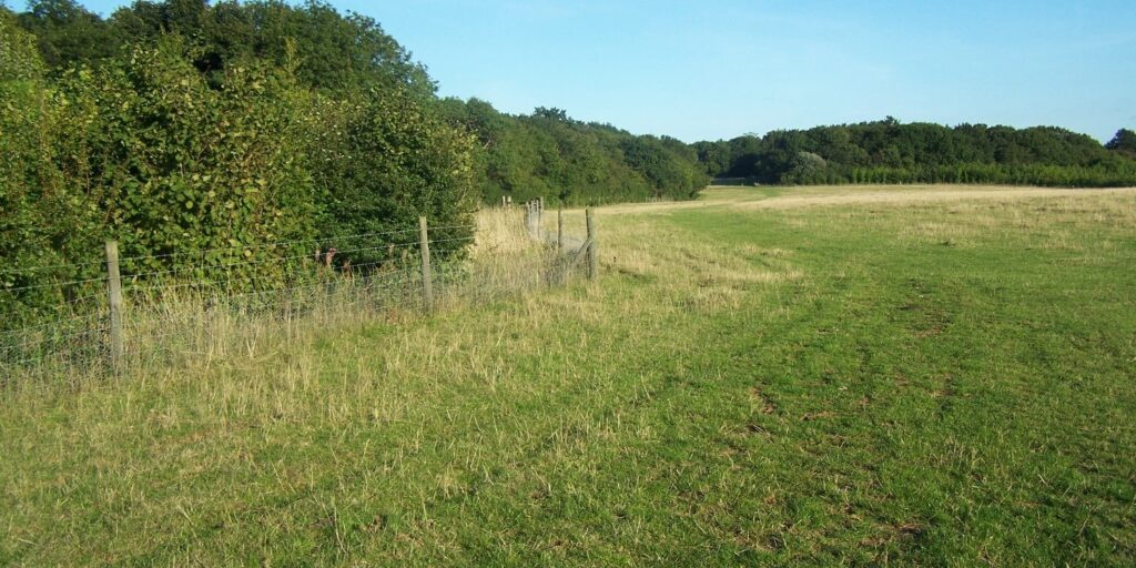 Dog walk at Hucking Estate Woods · Kent · Walkiees