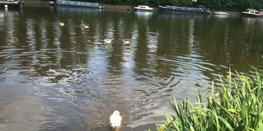 Dog walk at Hurst Park River Walk · Surrey · Walkiees