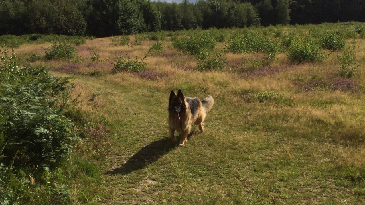 Dog walk at Hucking Estate Woods · Kent · Walkiees