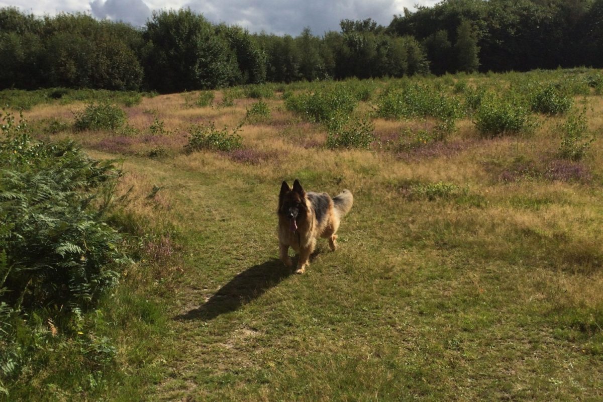 Dog walk at Kings Wood · Kent · Walkiees