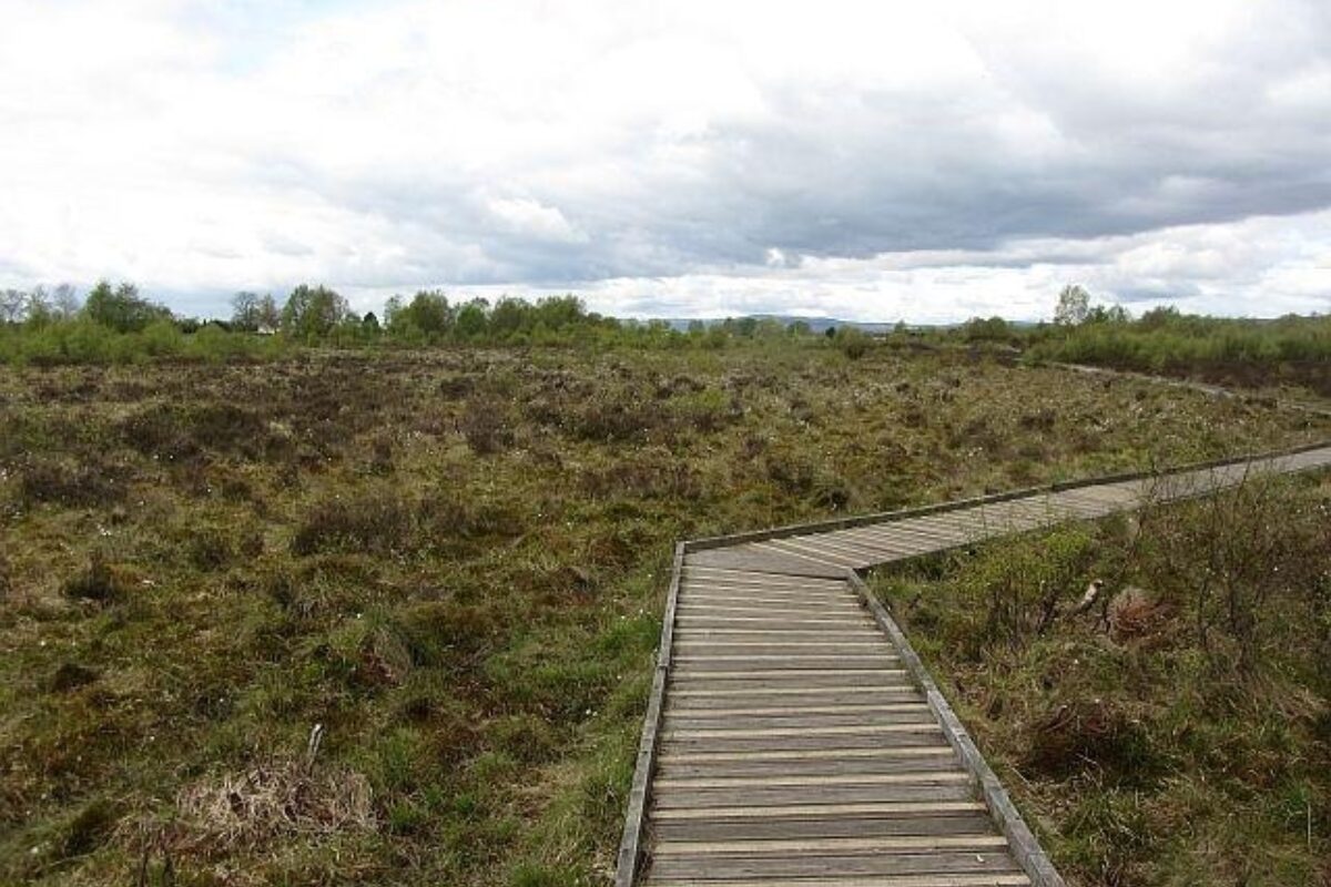 Dog walk at Lenzie Moss · Dunbartonshire · Walkiees