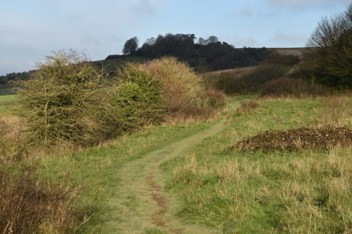 Dog walk at Laverstock Down · Wiltshire · Walkiees