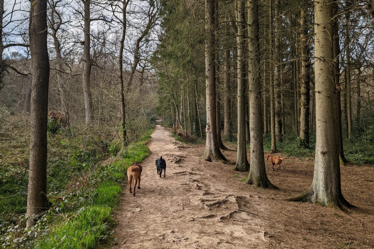 Dog walk at Lickey Hills (Visitor Centre Side) · West Midlands · Walkiees