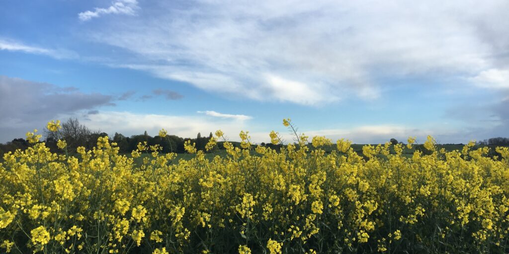 Dog walk at Linby Trail · Nottinghamshire · Walkiees
