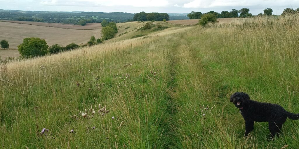 Dog walk at Lockerley · Hampshire · Walkiees