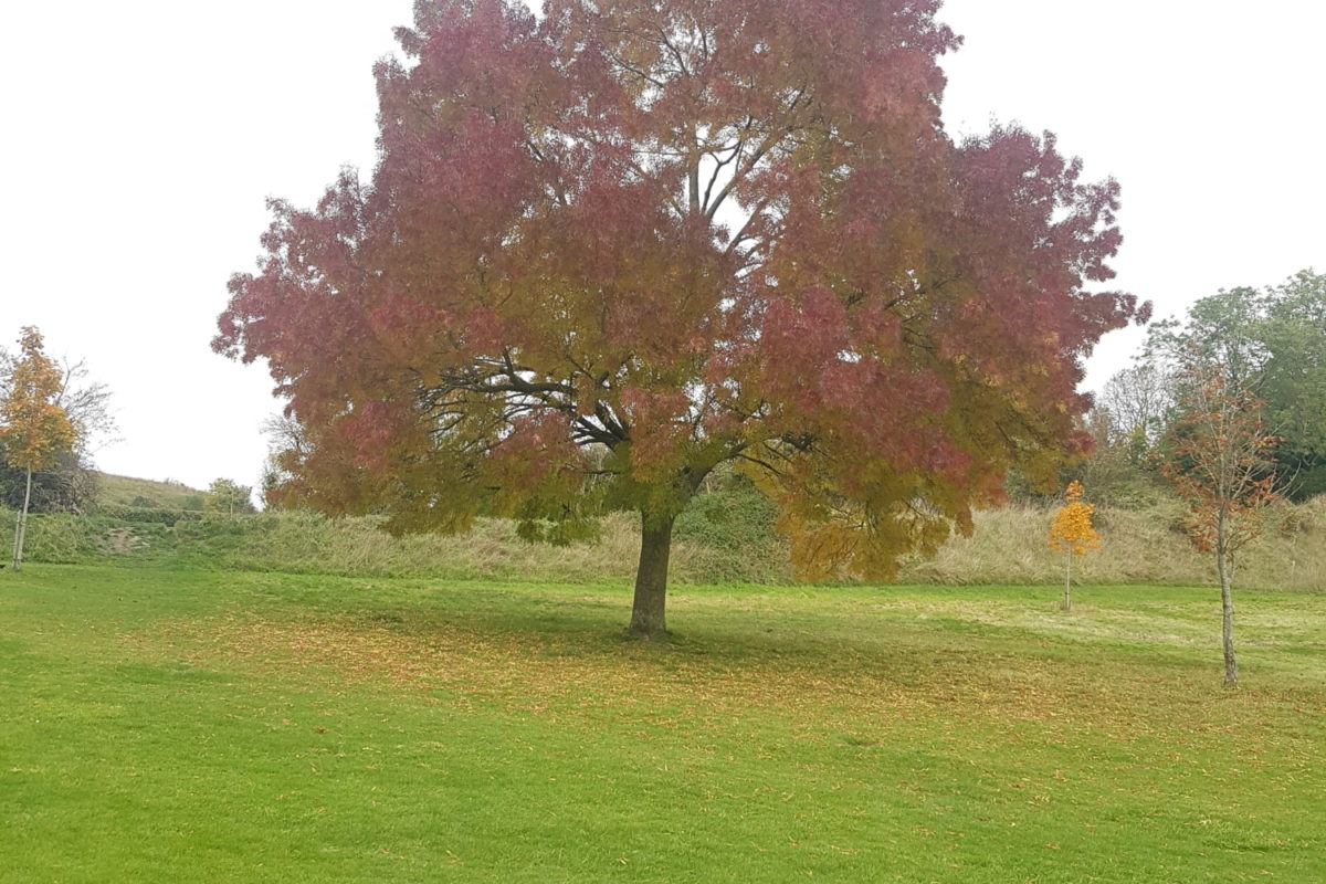 Dog walk at Loop walk by Salisbury Rugby Club and Victoria Park ...