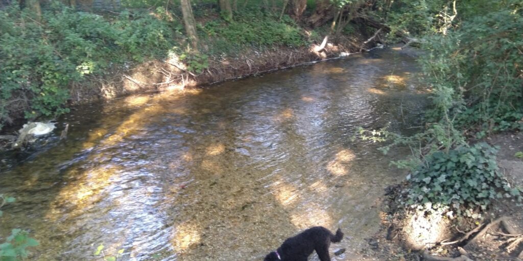 Dog walk at Lower Test - Testwood · Hampshire · Walkiees