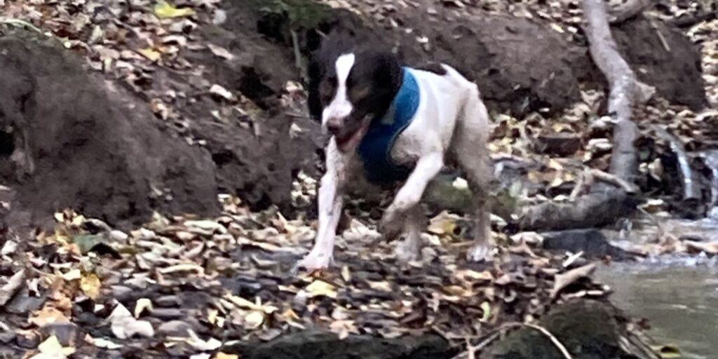 Dog walk at Lumb Brook Valley, Appleton, Warrington · Cheshire · Walkiees
