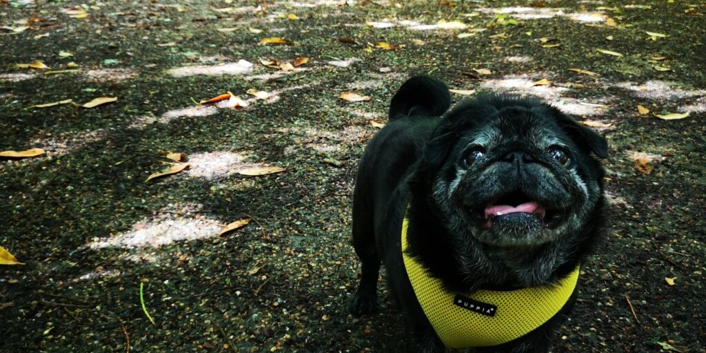 Dog walk at Maxey Lakes · Cambridgeshire · Walkiees