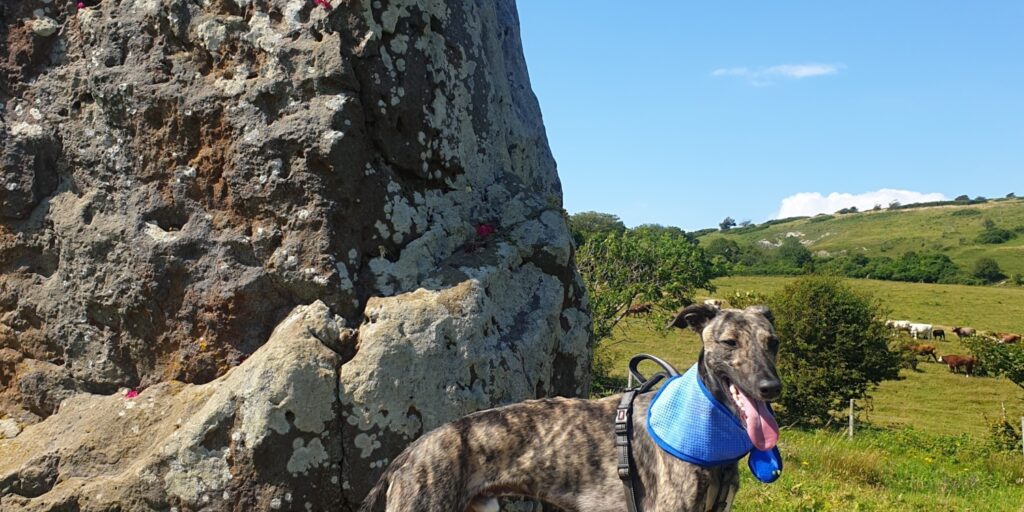 Dog walk at Mottistone Meander: Climb to the Common · Isle of Wight ...