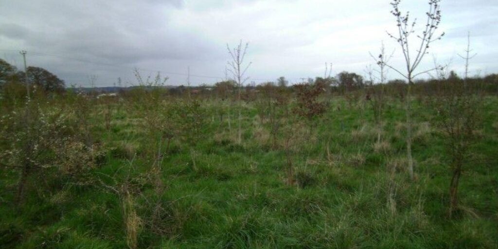 Dog walk at Netherclay Community Woodland · Somerset · Walkiees