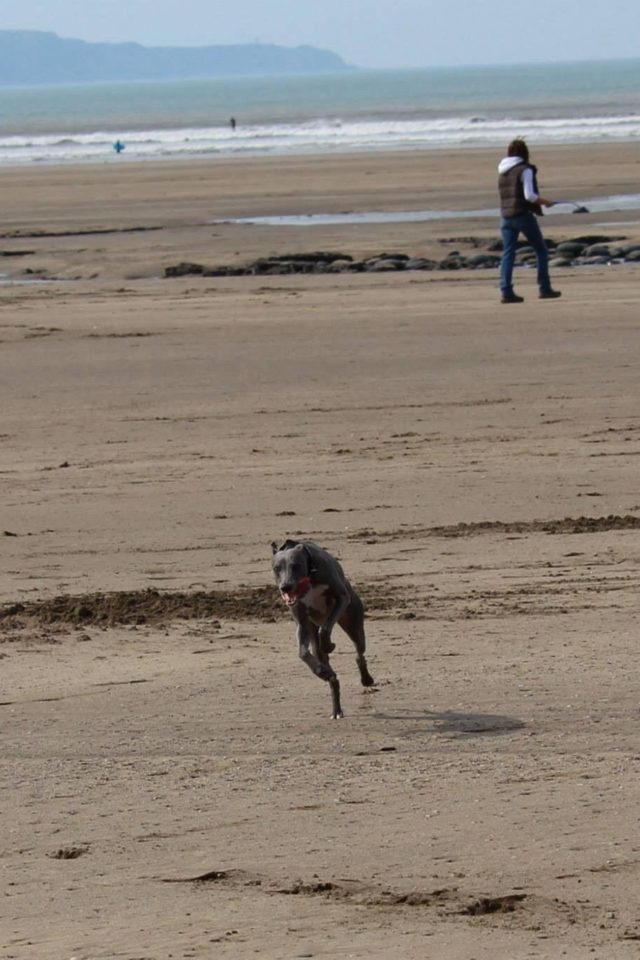 Dog walk at Northam Burrows And Westward Ho! · Devon · Walkiees