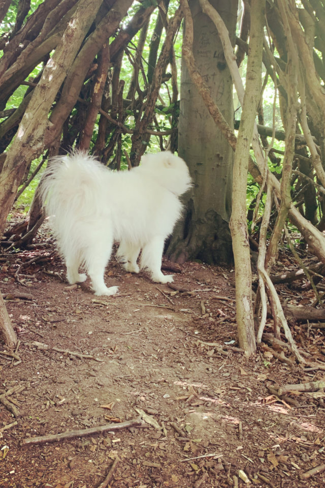 Dog walk at Nut Wood, Raywell · Hull · Walkiees