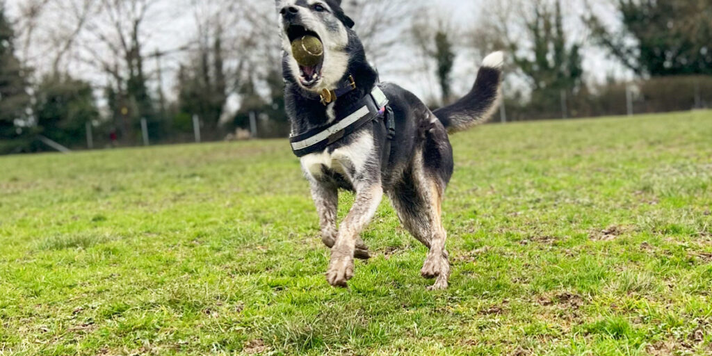 Dog walk at Paws Paddock Secure Dog Field · Berkshire · Walkiees