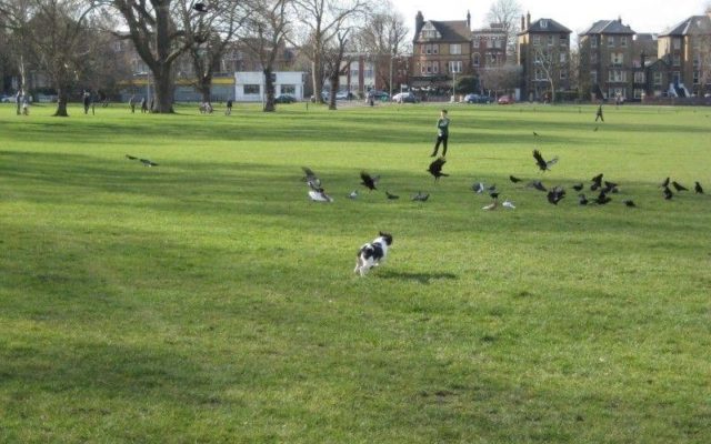 Dog walk at Peckham Rye Park And Common - Walkiees