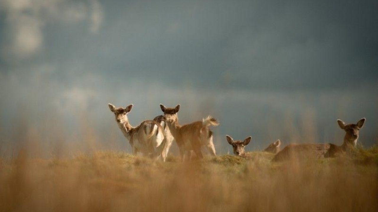 Dog walk at Cowdray Park To Midhurst Old Town · Sussex (West) · Walkiees