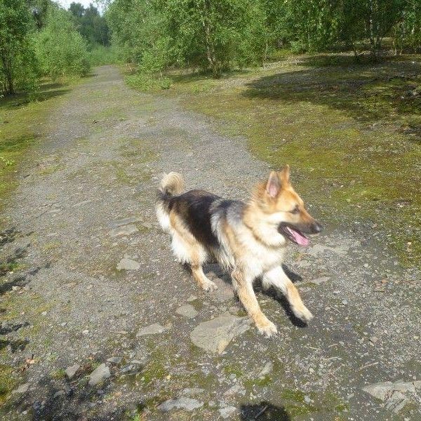 Dog walk at Pooley Country Park · Warwickshire · Walkiees