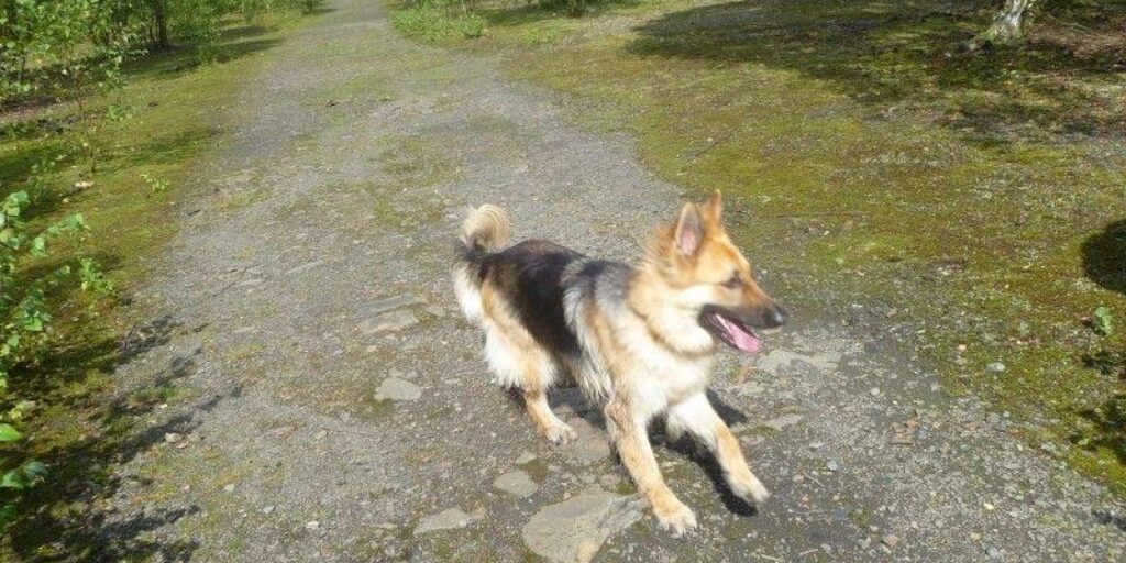 Dog walk at Pooley Country Park · Warwickshire · Walkiees