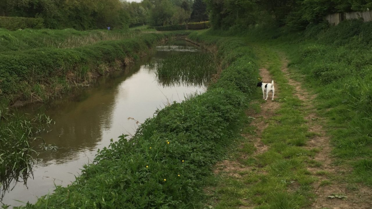 Dog walk at York River Walk/Clifton Ings · Yorkshire (North) · Walkiees