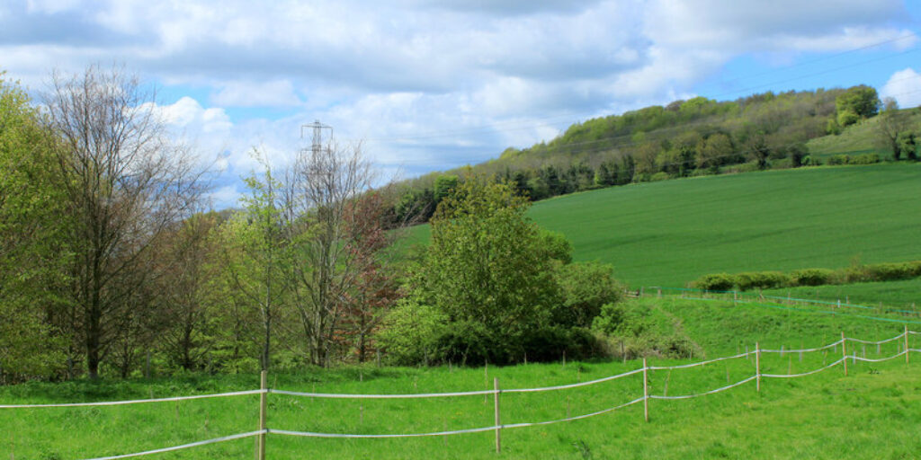 Dog walk at Roundway Hill · Wiltshire · Walkiees