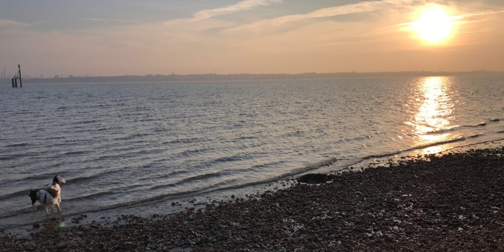 Dog walk at Royal Victoria Country Park · Hampshire · Walkiees