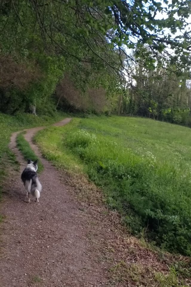 Dog walk at Selborne Lythe and Priory · Hampshire · Walkiees