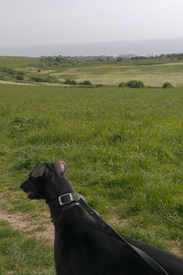 Dog walk at Sheepcote Valley · Sussex (East) · Walkiees