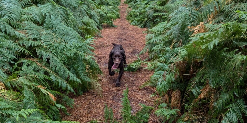 Dog walk at Shouldham Warren · Norfolk · Walkiees