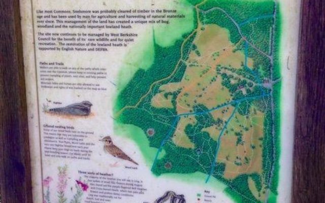 Dog walk at Snelsmore Common - Walkiees